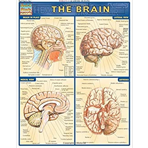 OTC Bookstore - BarCharts: Brain